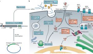 mRNA: el arma inmunológica del mañana, hoy - Avances en biotecnología
