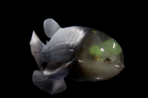 Macropinna microstoma. Cerebro al descubierto. - Ciencia Marina y otros ...