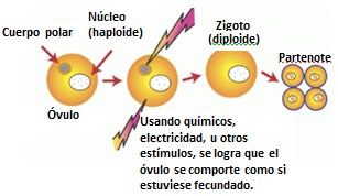 Patentabilidad en embriones humanos: a vueltas con la partenogénesis ...