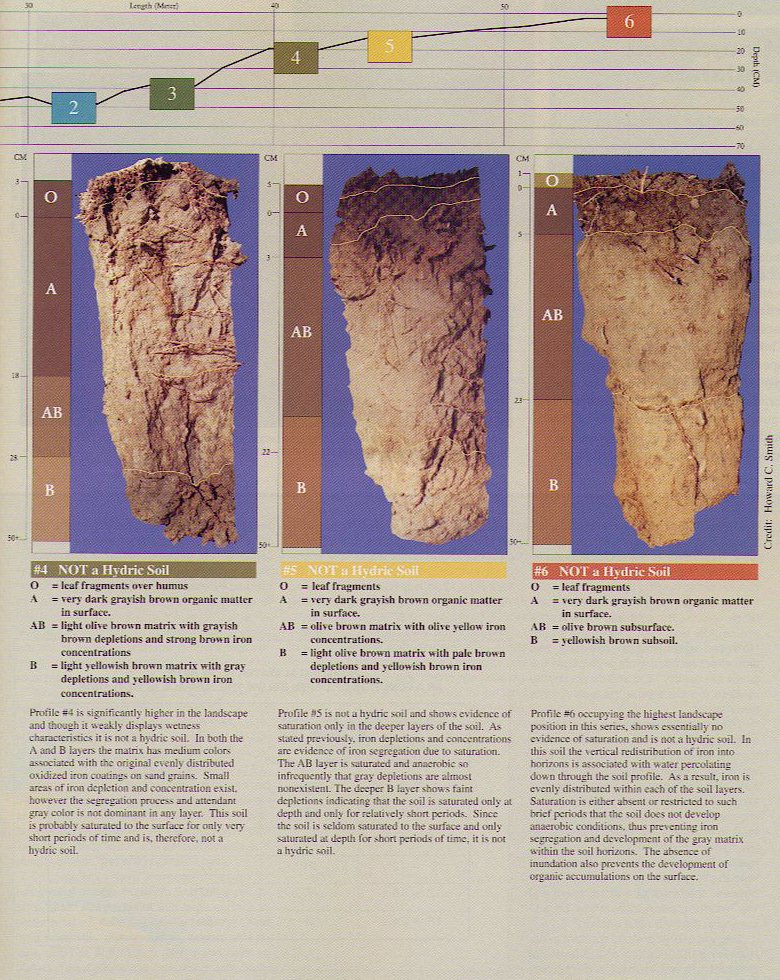 Suelos Hígricos y Suelos Sumergidos - Un Universo invisible bajo ...