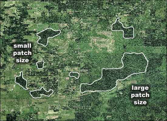 ¿La tasa de deforestación en Chile es nula? | ElAntro